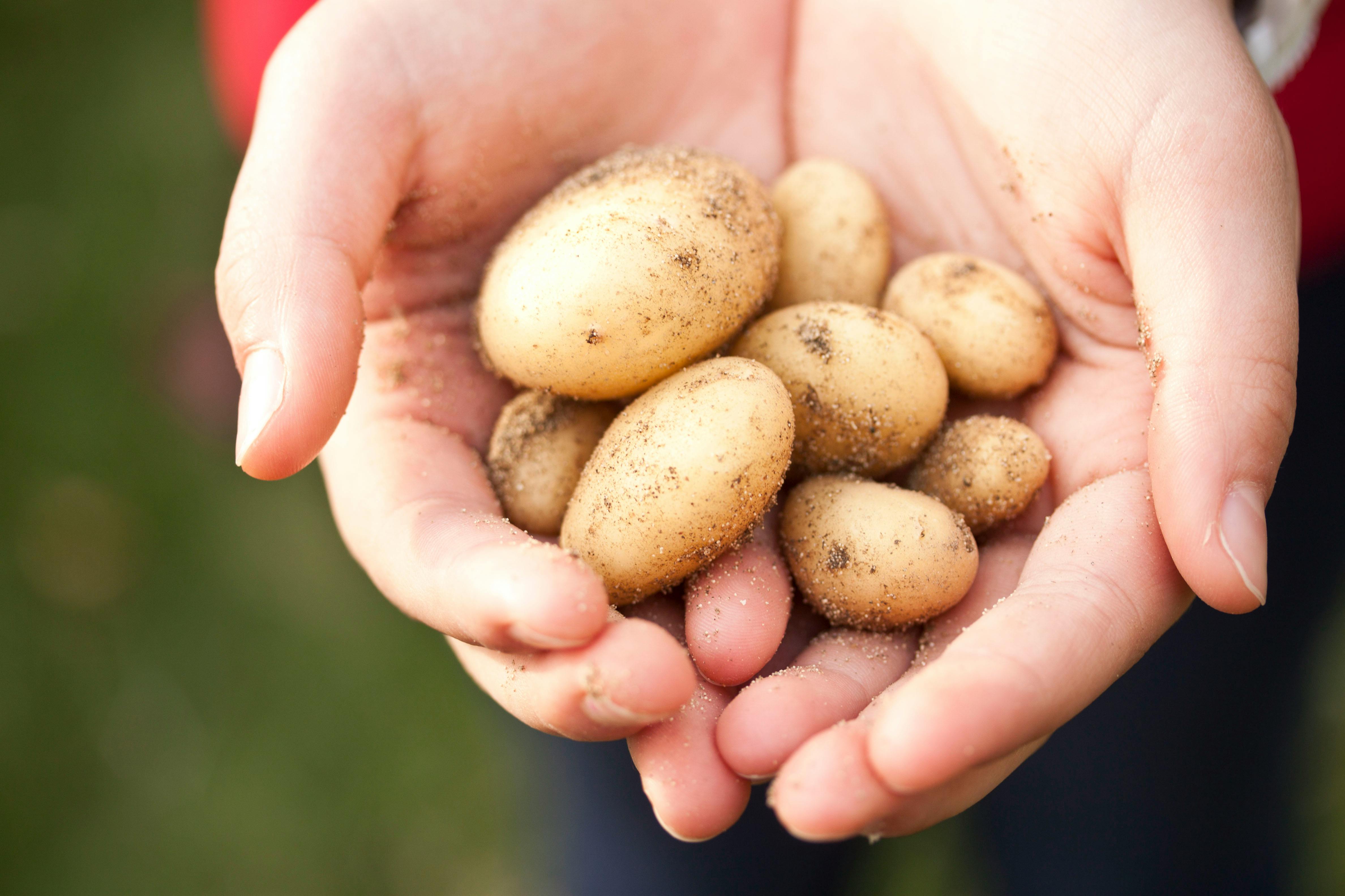 The role of nutrients in potato farming: how to optimise harvests and ...